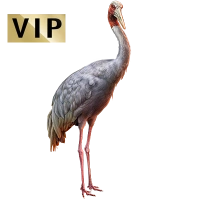 Sarus Crane | Mafia Wars Wiki | Fandom