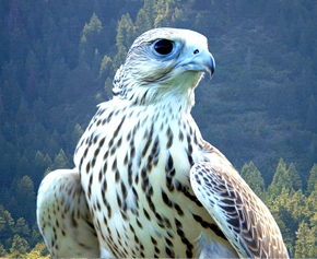 Gyrfalcon | Mageía Wiki | Fandom