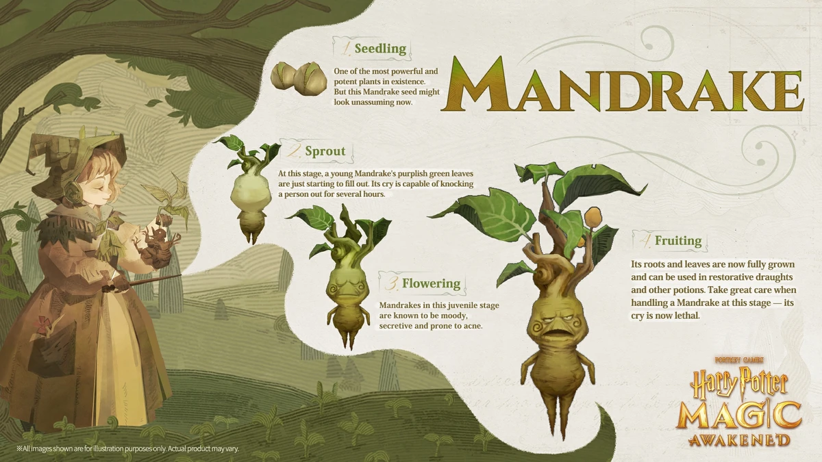 Mandrake | Harry Potter: Magic Awakened Wiki | Fandom