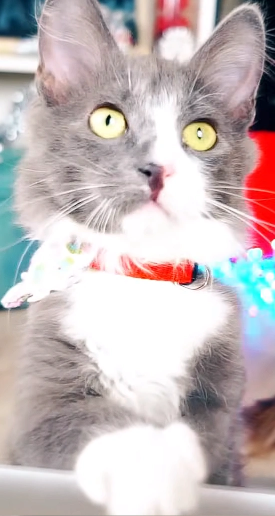 Киса-Алиса | Magic Family Вики | Fandom