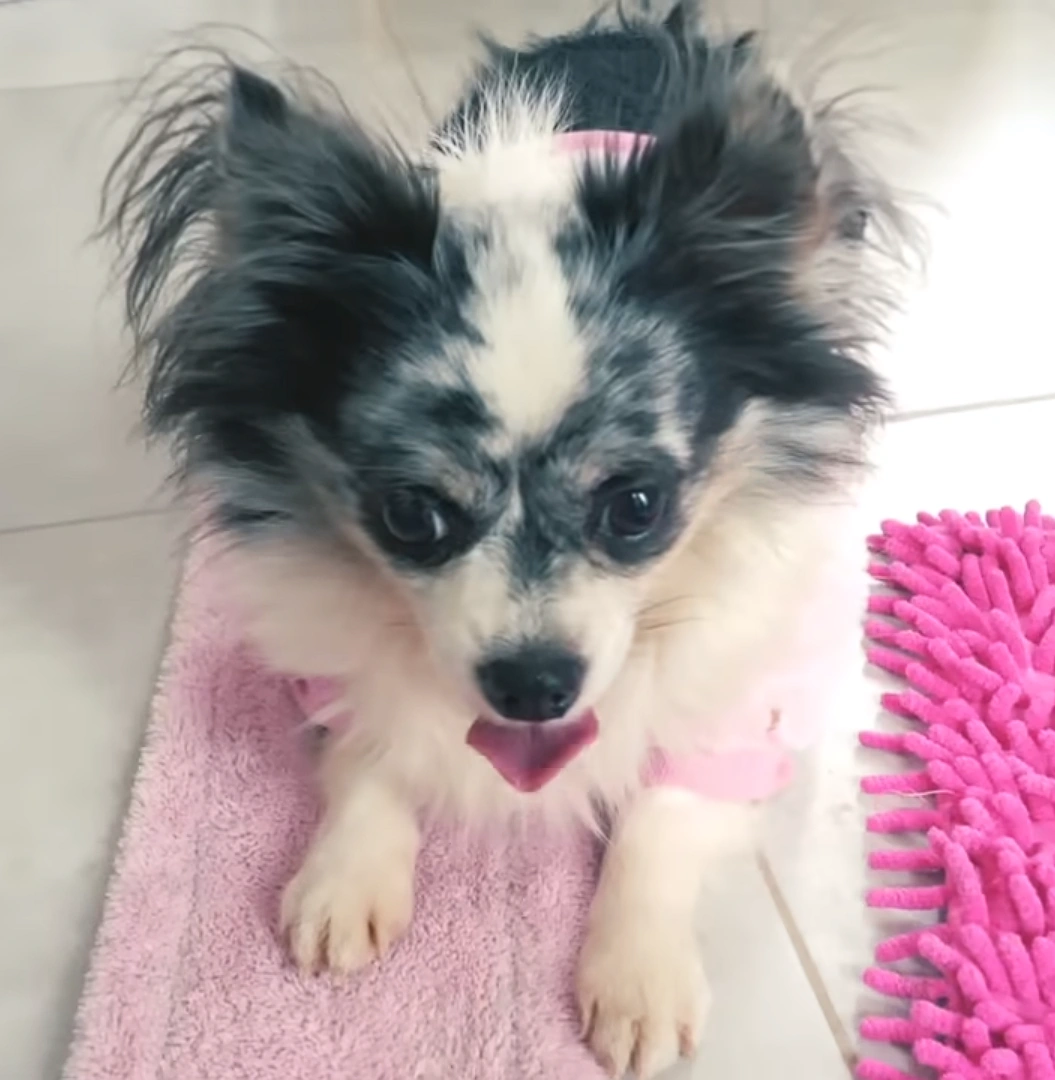 Софи | Magic Family Вики | Fandom