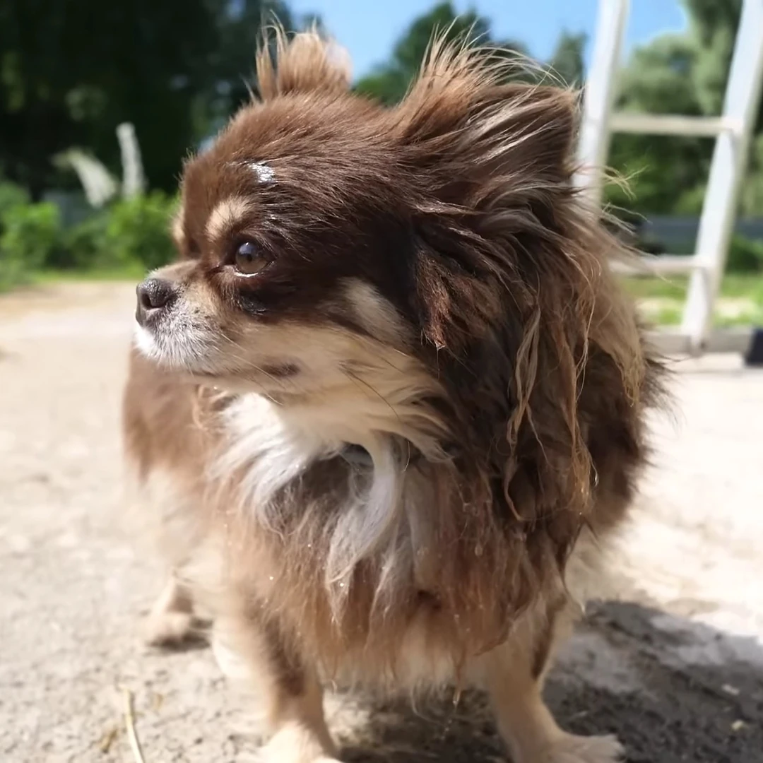 Миша Лайк | Magic Family Вики | Fandom