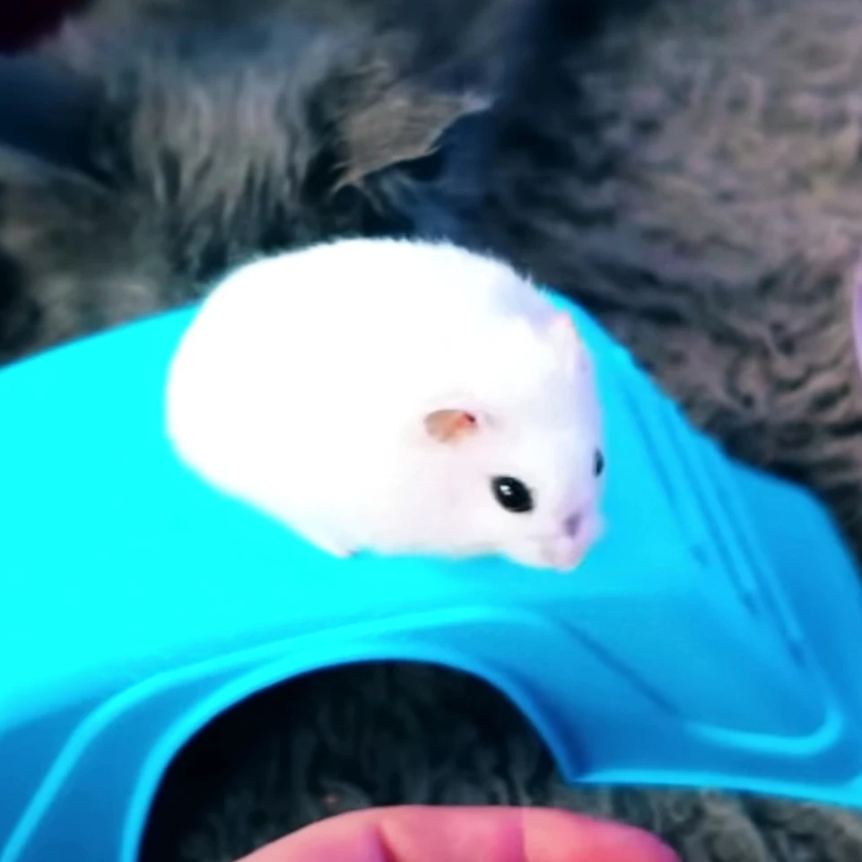 Лаки | Magic Family Вики | Fandom