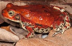 Red Toad | MagicalMarioBros Series Wiki | Fandom