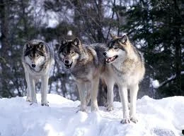 Moon-claw Pack | Magic Animals Wiki | Fandom