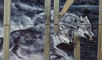 Wolfjackal | The Magickers Chronicles Wiki | Fandom