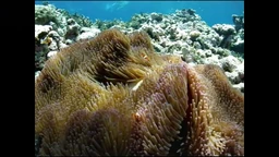 Magic Sing ET12K to ET19K pictures | Magic Sing Wiki | Fandom