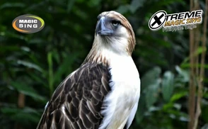 Magic Sing Custom.Backgrounds (Updated) | Magic Sing Wiki | Fandom