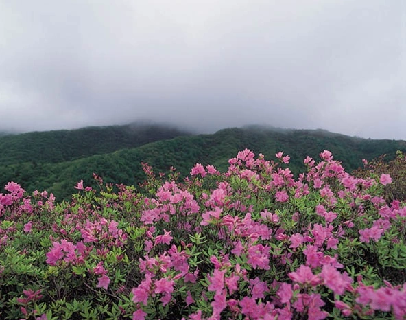 Fanon:VMP Singalong | Magic Sing Wiki | Fandom