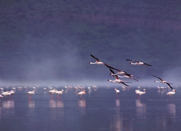 Discuss Everything About Magic Sing Wiki | Fandom