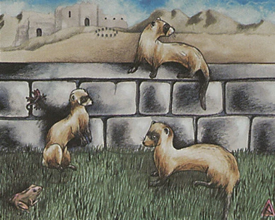 Furetto | Magic: the Gathering Wiki | Fandom