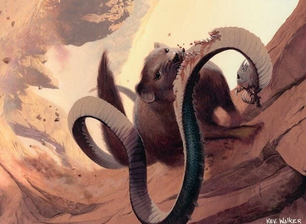 Mangusta | Magic: the Gathering Wiki | Fandom