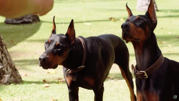 Zeus and Apollo | Magnum, P.I. Wiki | Fandom
