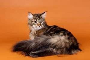 Maine Coon cat | Maine Wiki | Fandom
