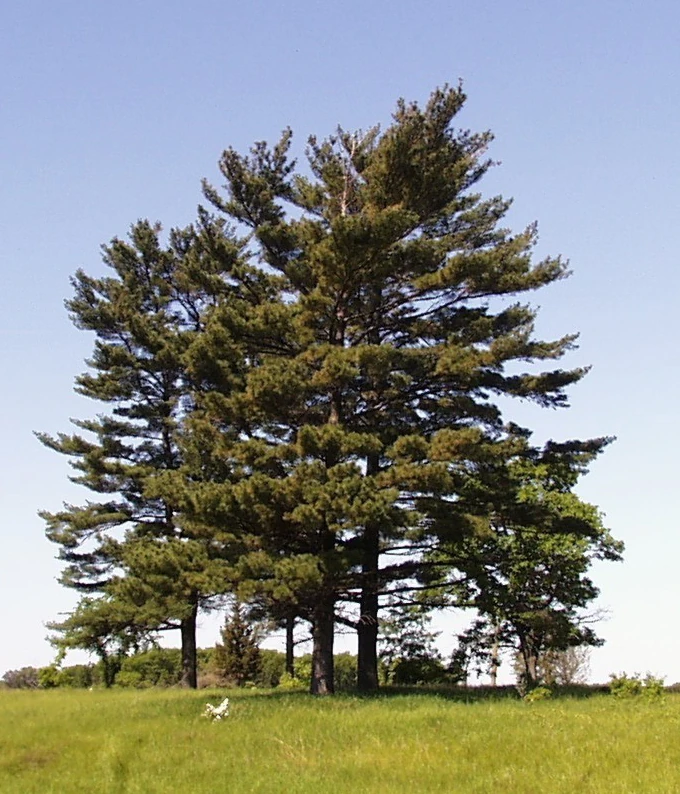 Maines State Tree White Pine