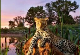 Leopardia | Majestic Cheetah Wiki | Fandom