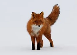 Phoenix Fox | Make People Wiki | Fandom