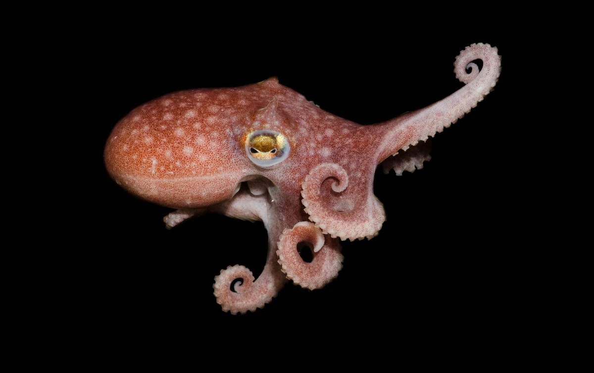 North Atlantic Octopus | Maker Scratchpad YouTube Wiki | Fandom
