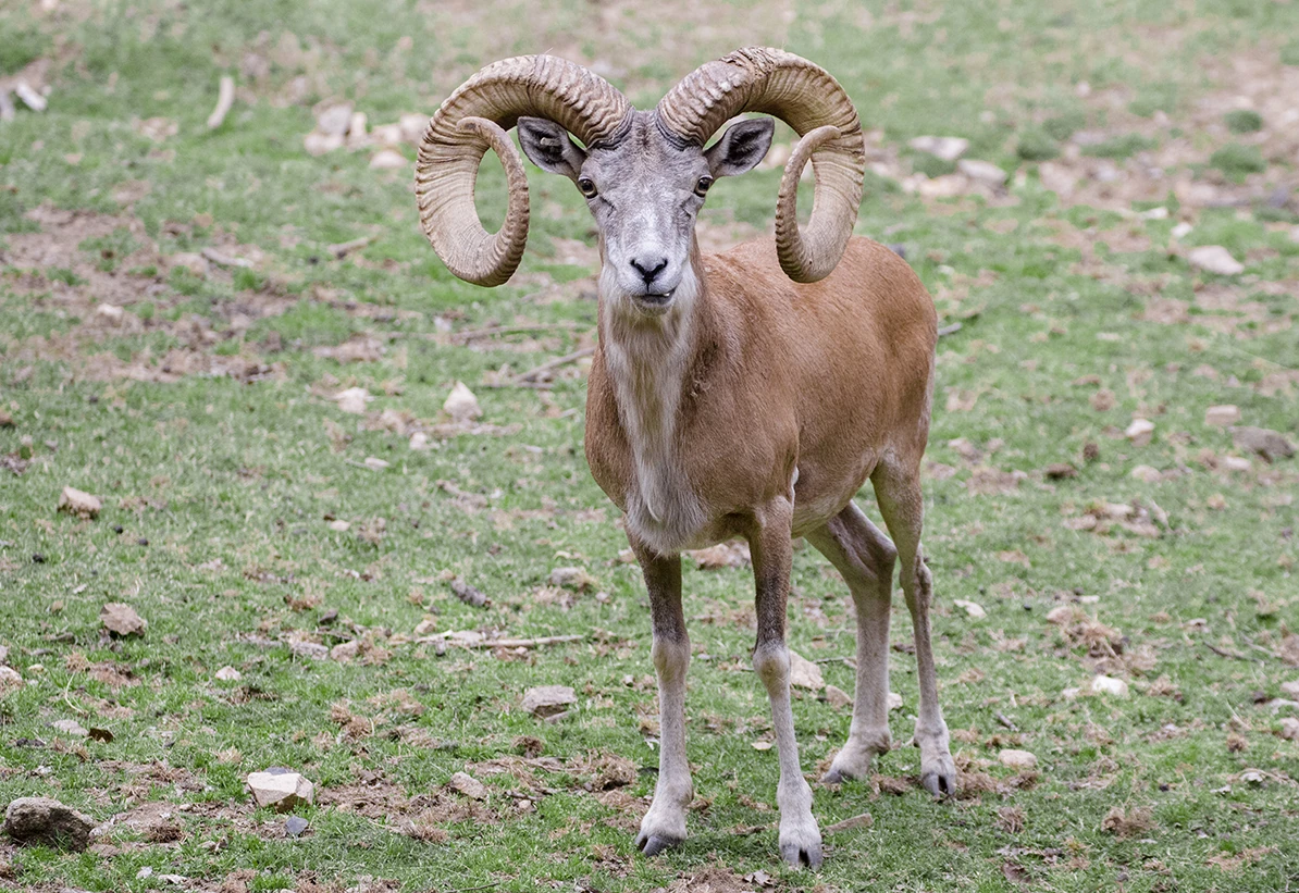 Urial | Maker Scratchpad YouTube Wiki | Fandom