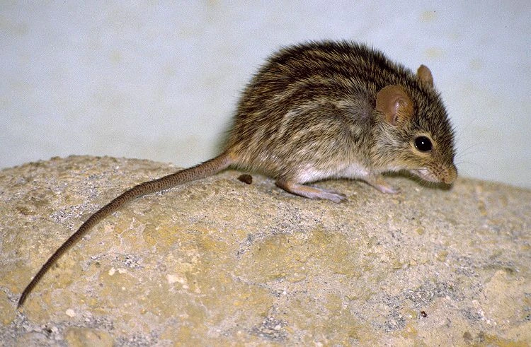 Striped Grass Mouse | Maker Scratchpad YouTube Wiki | Fandom