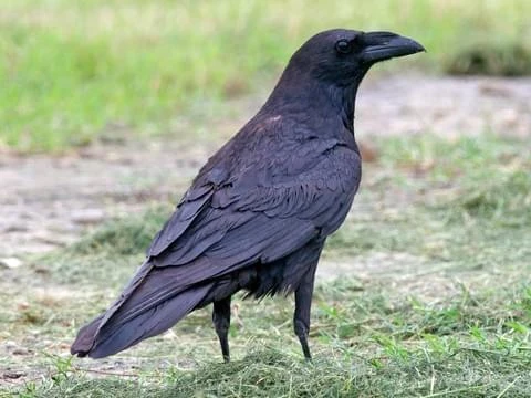 Common Raven | Maker Scratchpad YouTube Wiki | Fandom