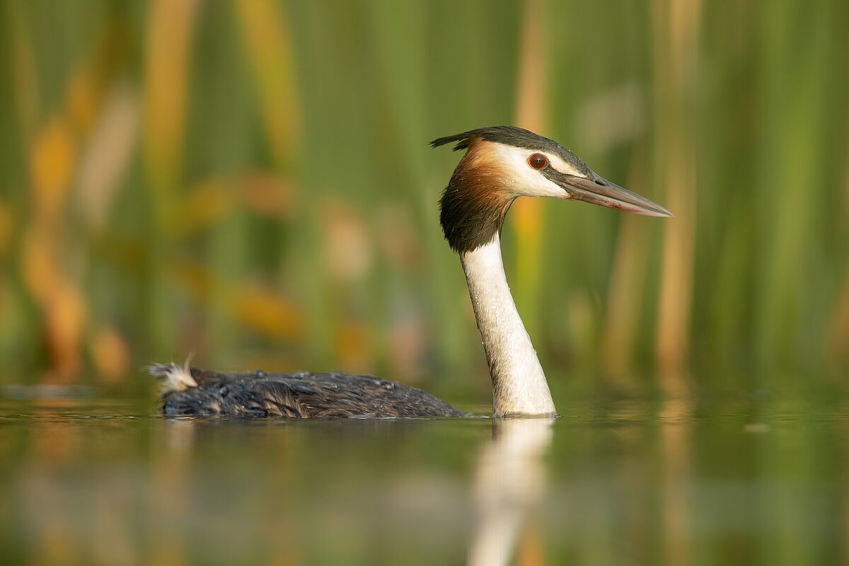 Great Crested Grebe Maker Scratchpad Youtube Wiki Fandom