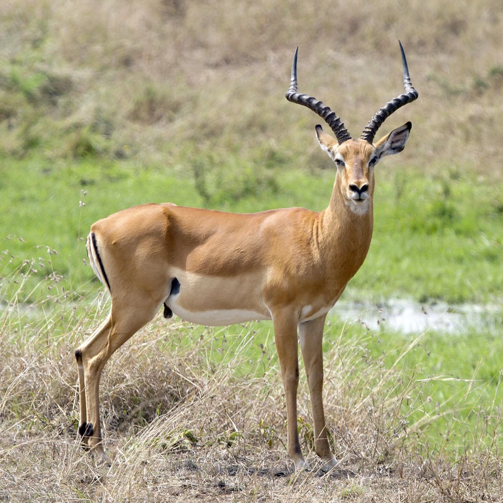 Impala | Maker Scratchpad YouTube Wiki | Fandom