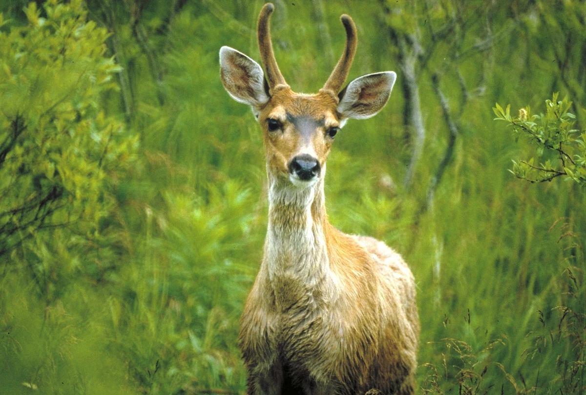Sitka Deer | Maker Scratchpad YouTube Wiki | Fandom