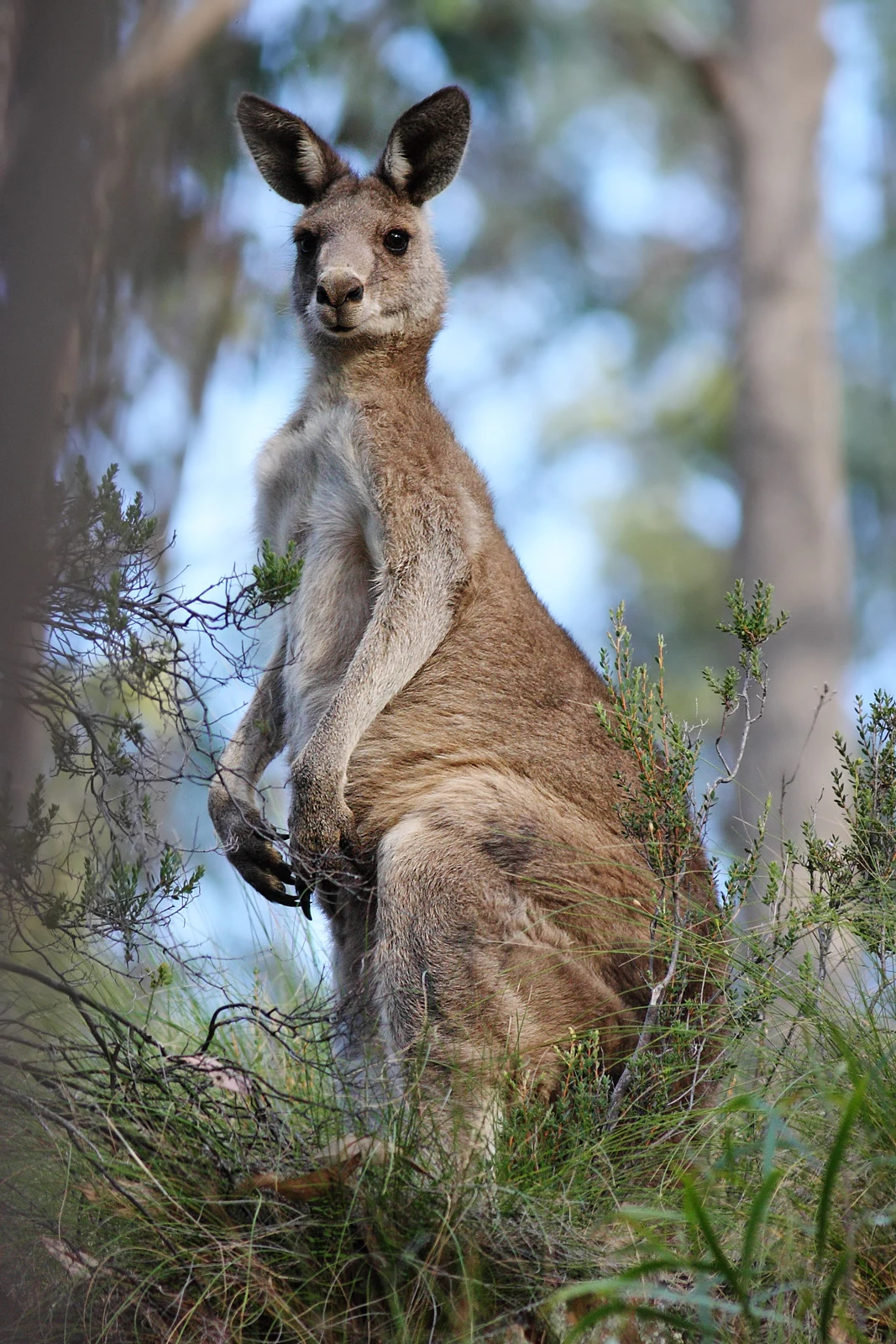 Eastern Grey Kangaroo | Maker Scratchpad YouTube Wiki | Fandom