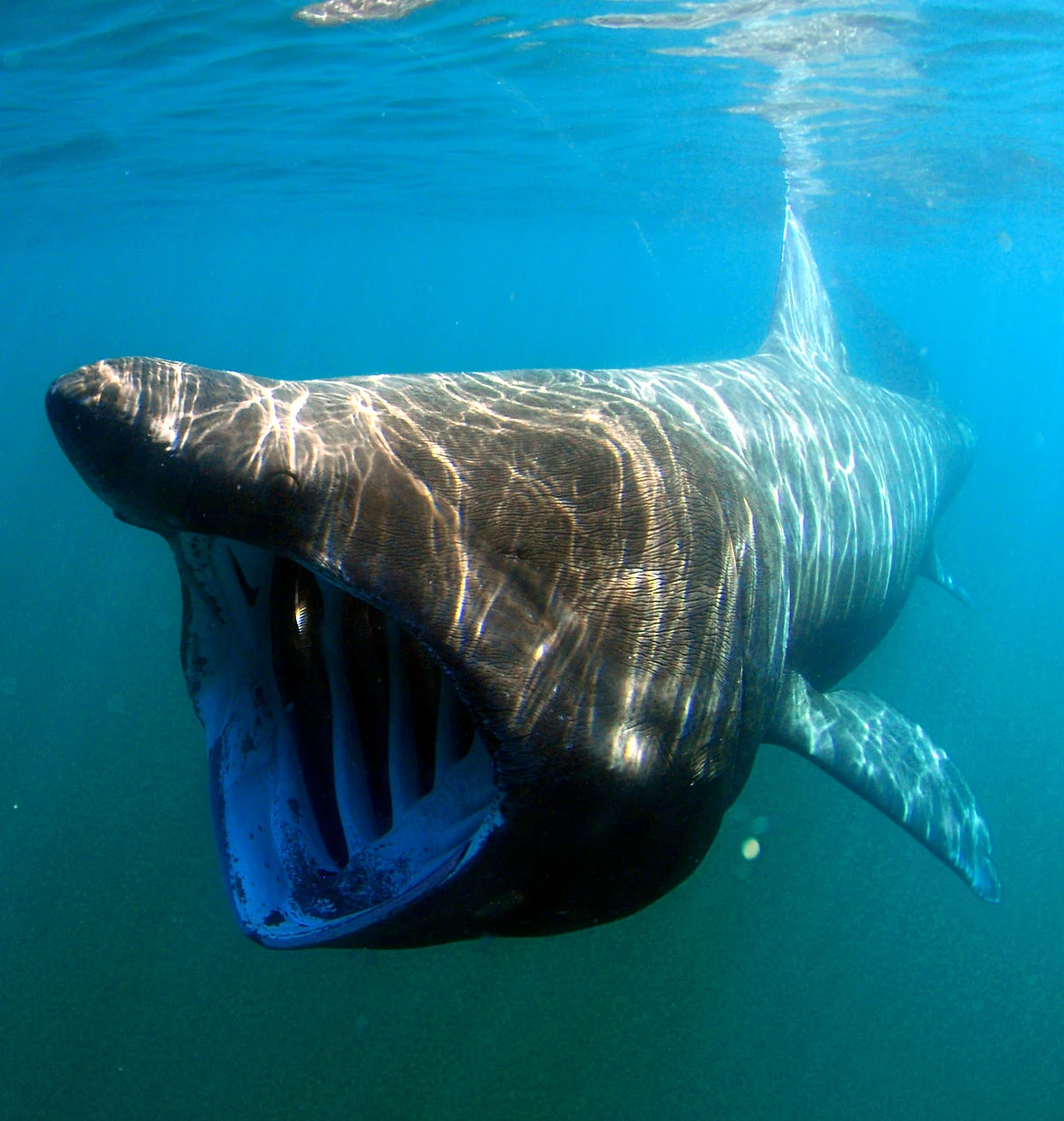 Basking Shark | Maker Scratchpad YouTube Wiki | Fandom
