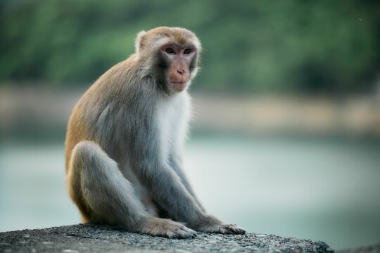 Bonnet Macaque Maker Scratchpad Youtube Wiki Fandom