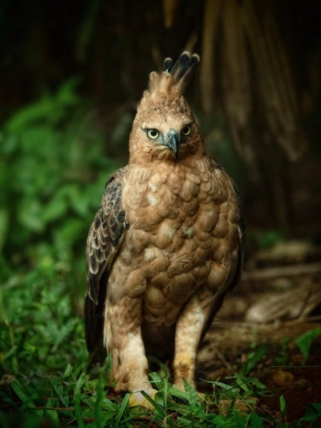 Javan Hawk-Eagle | Maker Scratchpad YouTube Wiki | Fandom