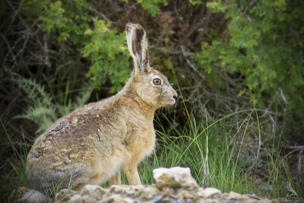 Woolly Hare Maker Scratchpad Youtube Wiki Fandom