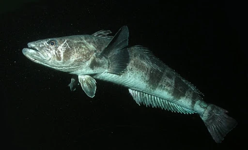 Antarctic Toothfish | Maker Scratchpad YouTube Wiki | Fandom