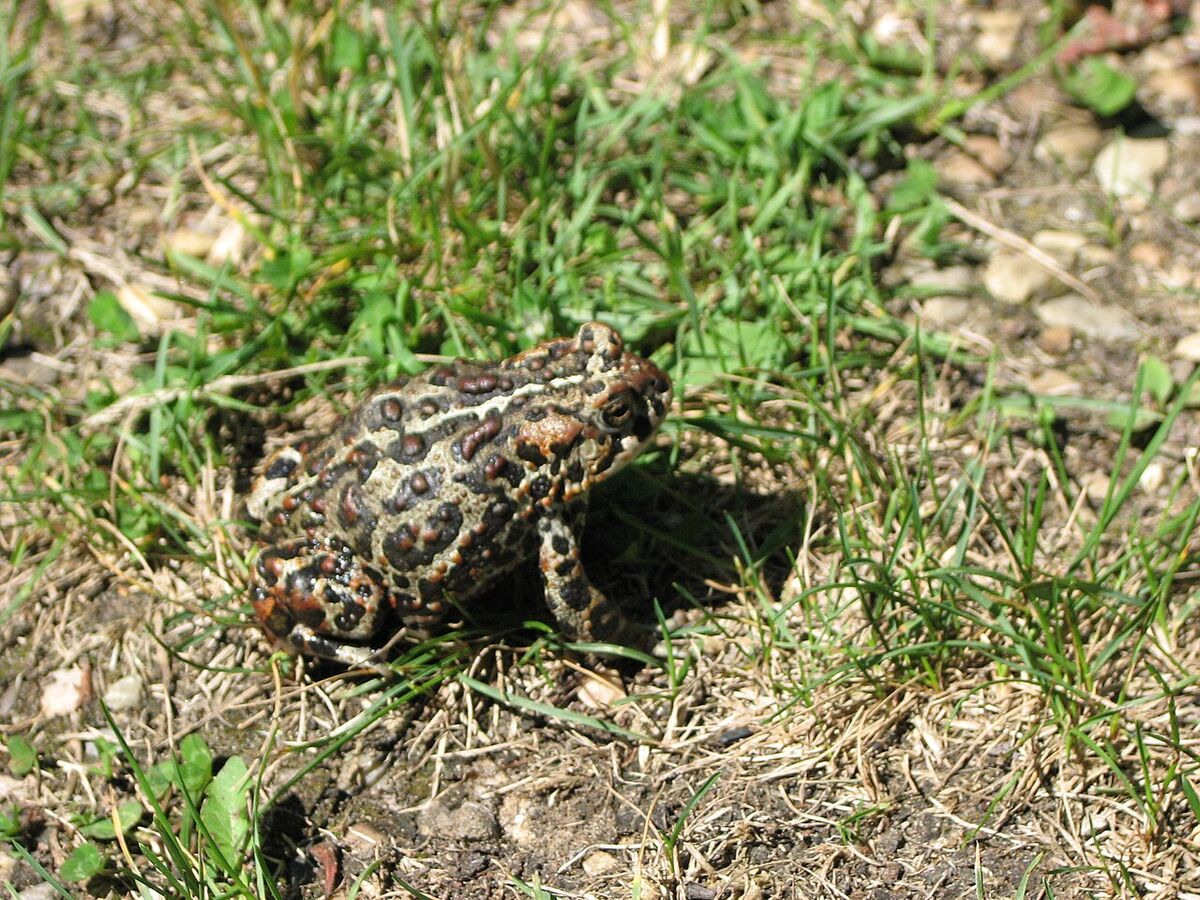 Canadian Toad Maker Scratchpad Youtube Wiki Fandom