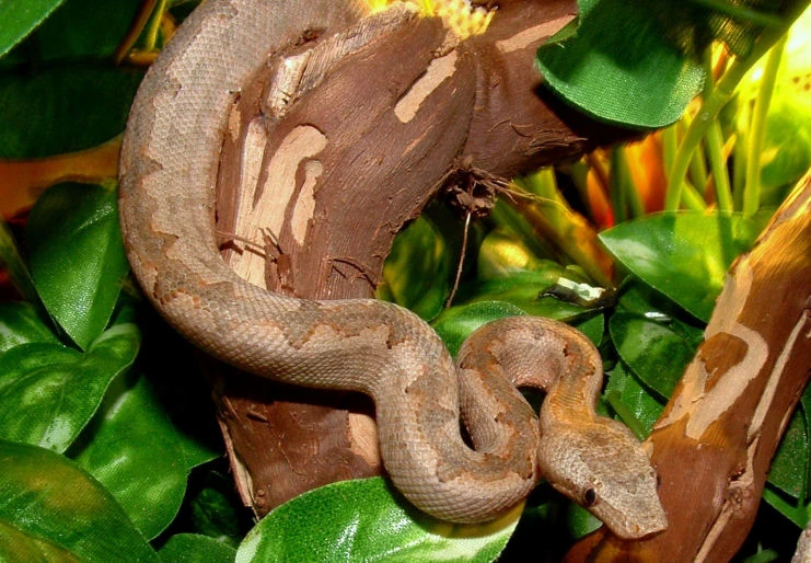 Indonesian Tree Boa | Maker Scratchpad YouTube Wiki | Fandom