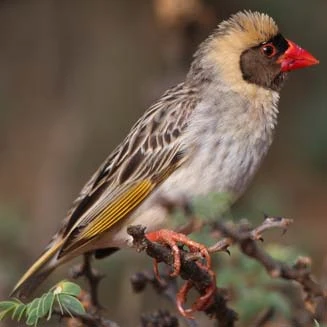 Red-Billed Quelea | Maker Scratchpad YouTube Wiki | Fandom