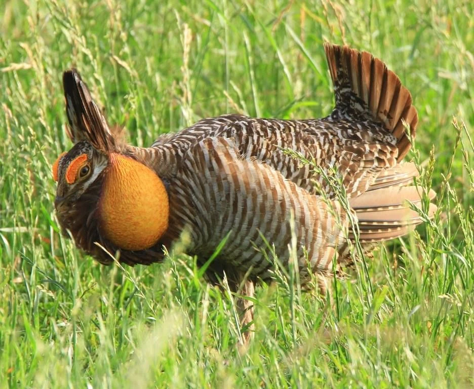 Greater Prairie Chicken | Maker Scratchpad YouTube Wiki | Fandom