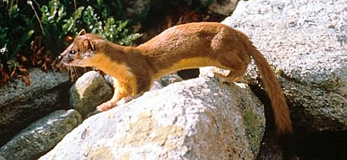 Long-Tailed Weasel | Maker Scratchpad YouTube Wiki | Fandom