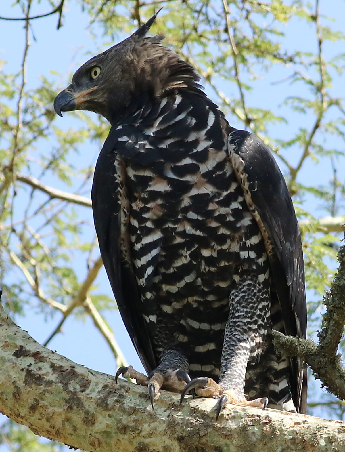 Crowned Eagle Maker Scratchpad Youtube Wiki Fandom