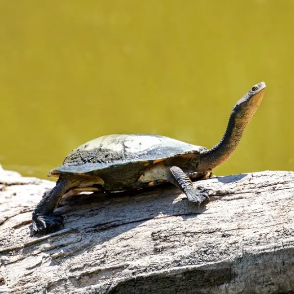 Eastern Long-Necked Turtle | Maker Scratchpad YouTube Wiki | Fandom