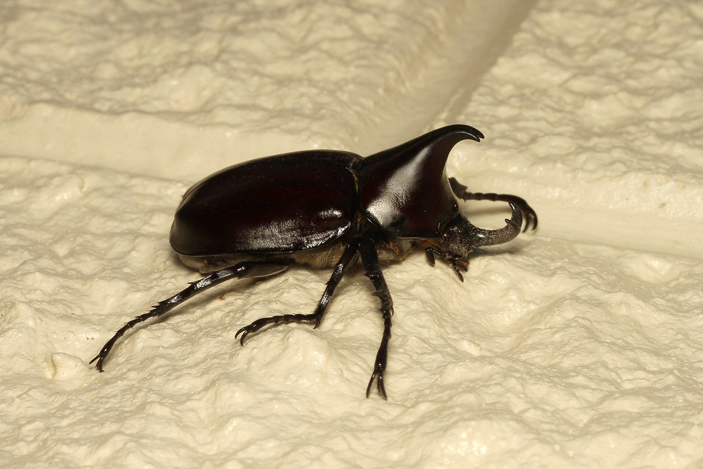Black Rhinoceros Beetle Maker Scratchpad Youtube Wiki Fandom