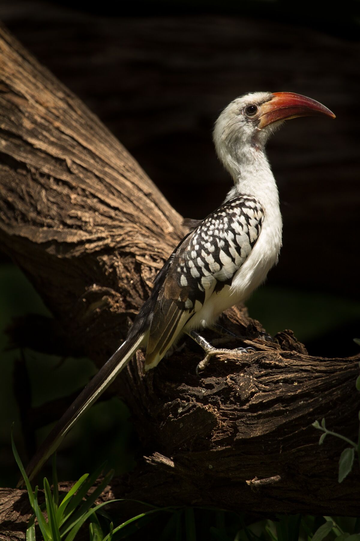 Red Billed Hornbill Maker Scratchpad Youtube Wiki Fandom