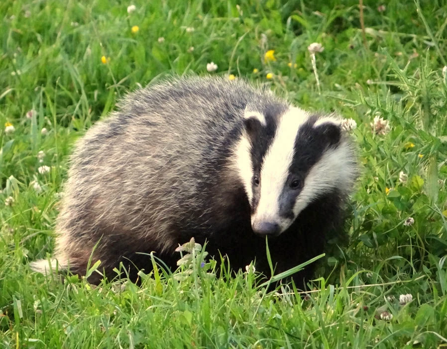 European Badger | Maker Scratchpad YouTube Wiki | Fandom