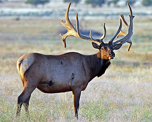 Roosevelt Elk | Maker Scratchpad YouTube Wiki | Fandom