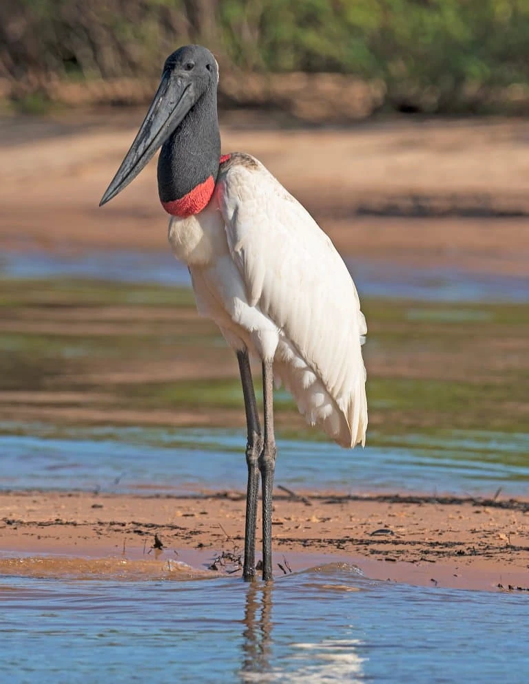 Jabiru | Maker Scratchpad YouTube Wiki | Fandom