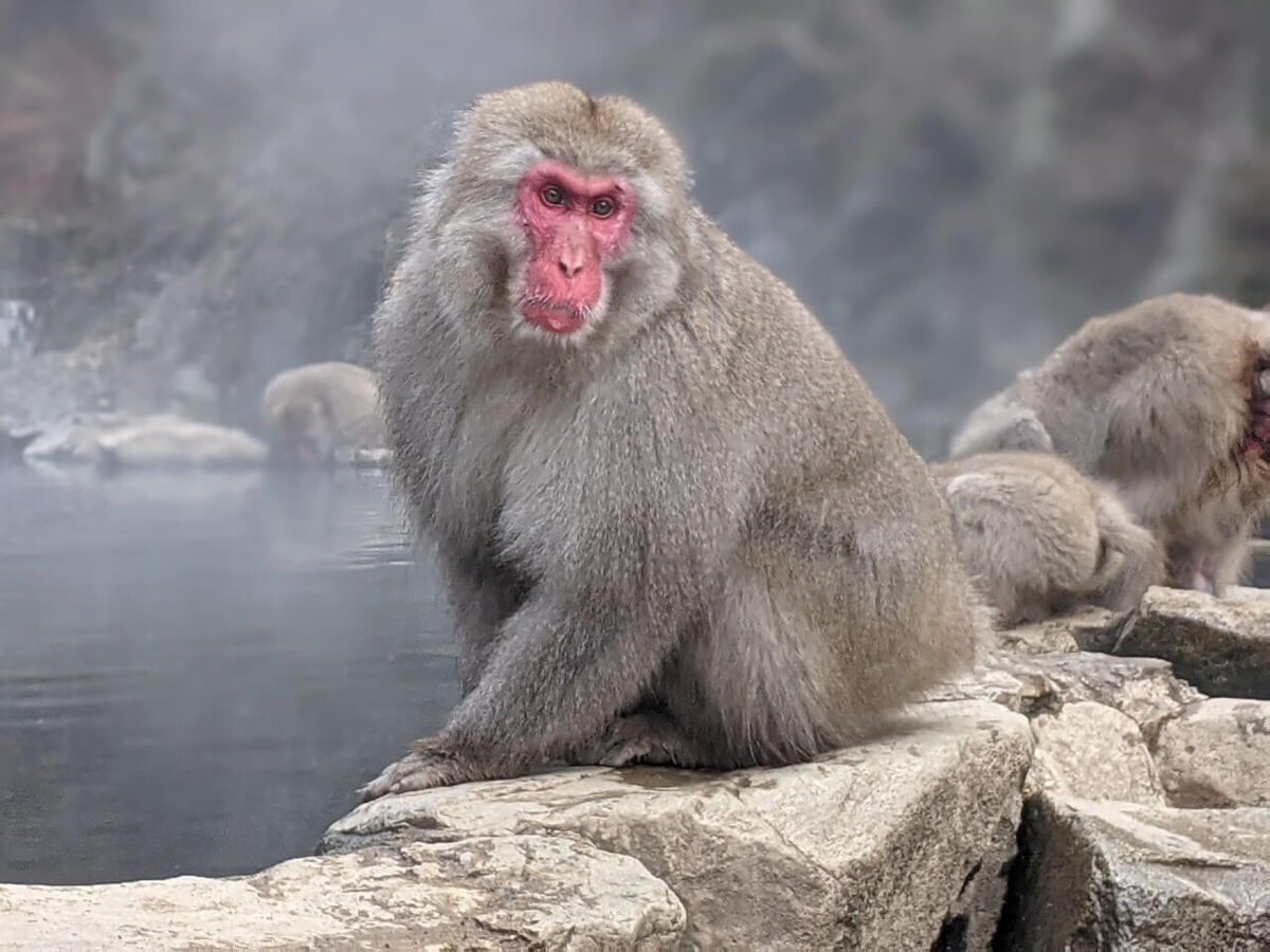 Japanese Macaque Maker Scratchpad Youtube Wiki Fandom