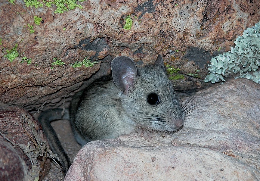 Desert Woodrat | Maker Scratchpad YouTube Wiki | Fandom