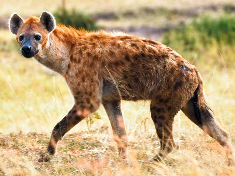 Spotted Hyena | Maker Scratchpad YouTube Wiki | Fandom