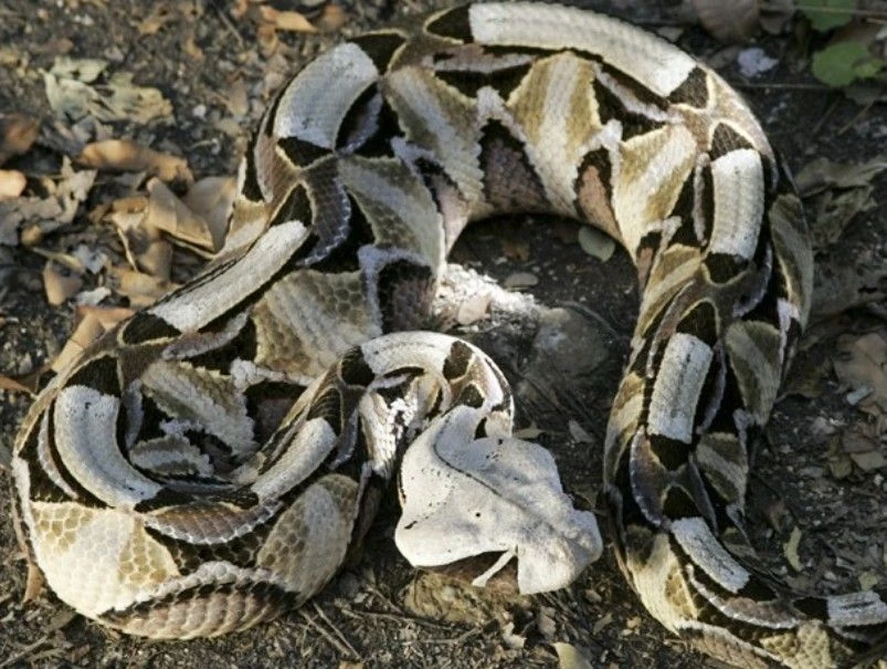 Gaboon Viper | Maker Scratchpad YouTube Wiki | Fandom